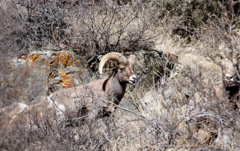 Perfect Camouflage | Shutterbug